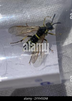 Yellow-sided Clover-sawfly (Tenthredo notha Stock Photo - Alamy