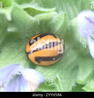 Striped Ladybird (Micraspis frenata Stock Photo - Alamy
