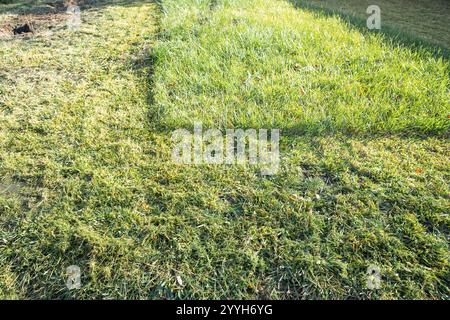 Freshly mowed green lawn after lawnmower trimming Stock Photo - Alamy