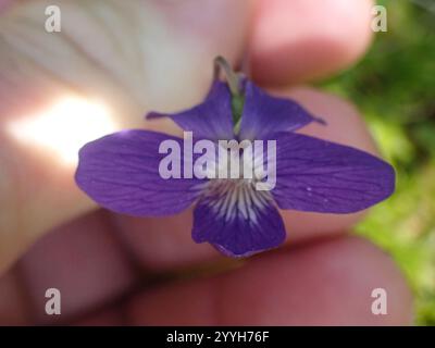northern bog violet (Viola nephrophylla Stock Photo - Alamy