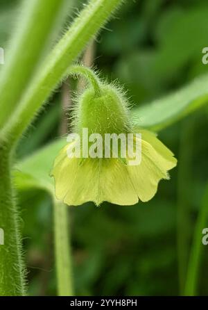 clammy groundcherry (Physalis heterophylla Stock Photo - Alamy
