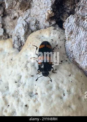 Red-banded Fungus Beetle (Megalodacne fasciata Stock Photo - Alamy