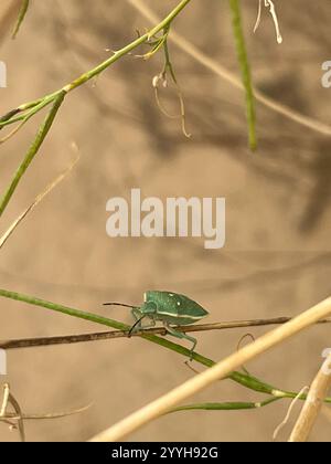 Say's Stink Bug (Chlorochroa sayi Stock Photo - Alamy