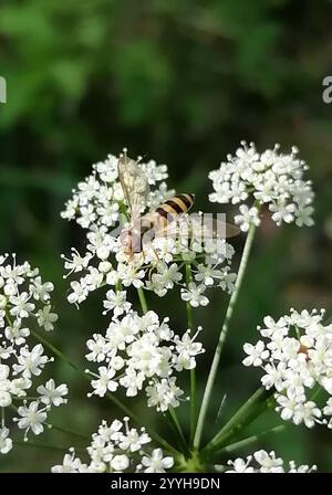 Banded Thintail (Meliscaeva cinctella Stock Photo - Alamy