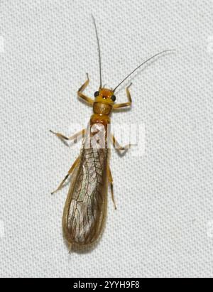 Tropical Stoneflies (Neoperla Stock Photo - Alamy