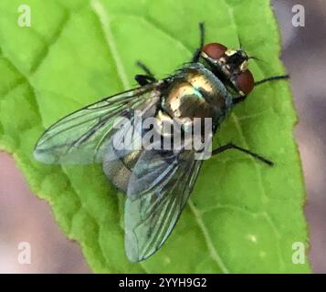 Australian Sheep Blow Fly (Lucilia cuprina), Insecta, Americana ...