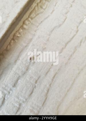 Asiatic Wall Jumping Spider (Attulus fasciger Stock Photo - Alamy
