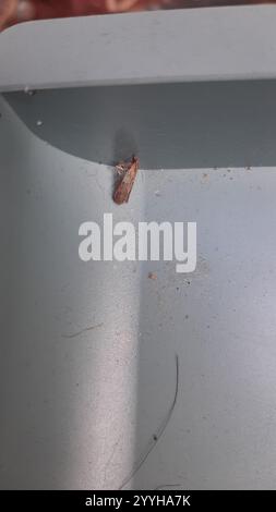 Palmerworm Moth (Dichomeris ligulella Stock Photo - Alamy