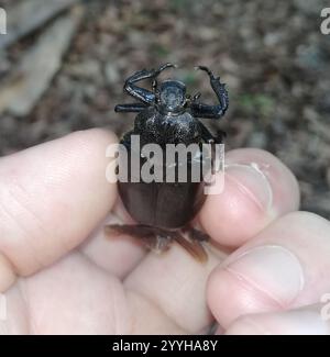 Typical Hermit Beetles (Osmoderma Stock Photo - Alamy