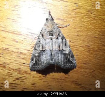 Lantana Defoliator (Hypena laceratalis Stock Photo - Alamy