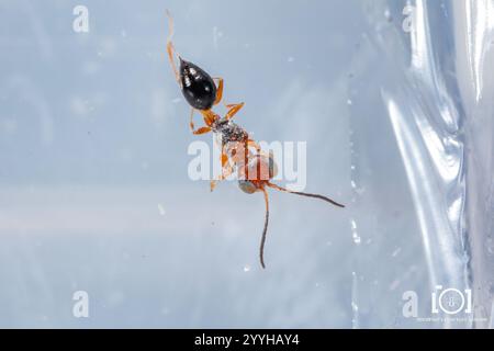Pincer Wasps (Dryinidae Stock Photo - Alamy