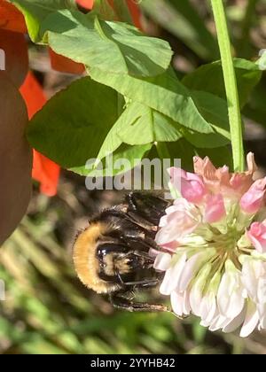 Northern Amber Bumble Bee (Bombus borealis) Insecta Stock Photo - Alamy