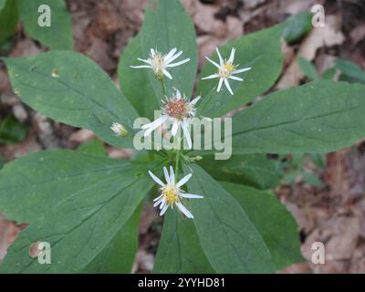 whorled wood aster (Oclemena acuminata), Plantae, Kings, CA-PE, CA ...
