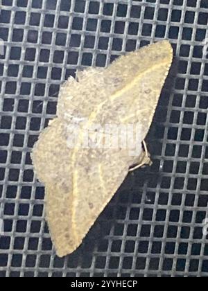 Pale-lined Angle (Digrammia irrorata) Insecta Stock Photo - Alamy