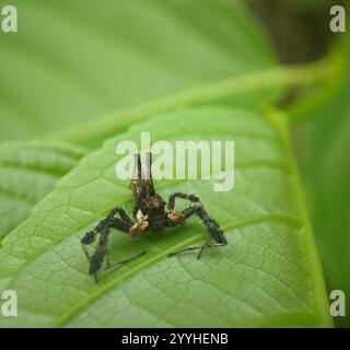 Dandy Spiders (Portia Stock Photo - Alamy