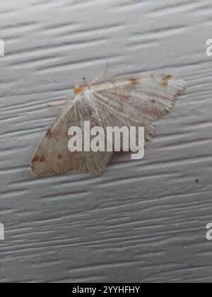 Red-headed Inchworm Moth (Macaria bisignata Stock Photo - Alamy