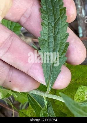white boneset (Eupatorium album Stock Photo - Alamy