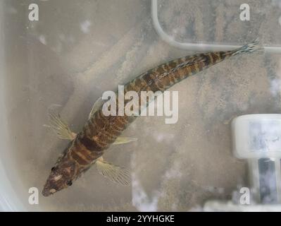 Common Logperch (Percina caprodes Stock Photo - Alamy