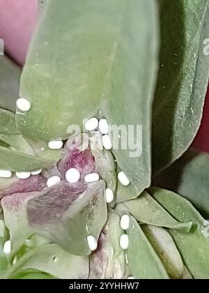 alcon large blue Stock Photo - Alamy