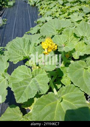 Yellow Unicorn-plant (Ibicella lutea Stock Photo - Alamy