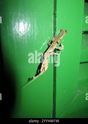 Common Ghost Mantis (Phyllocrania paradoxa Stock Photo - Alamy