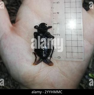 Typical Hermit Beetles (Osmoderma Stock Photo - Alamy