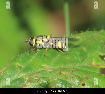 Four-barred Major (Oxycera rara Stock Photo - Alamy