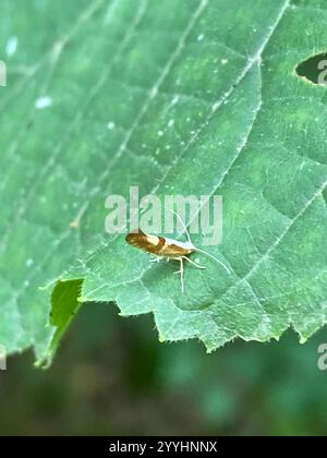 Cherry Fruit Moth (Argyresthia pruniella) gardens and orchards, Côtes d ...