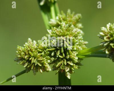 Variable Flatsedge (Cyperus difformis Stock Photo - Alamy