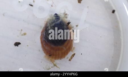 Convex Slippersnail (Crepidula convexa Stock Photo - Alamy