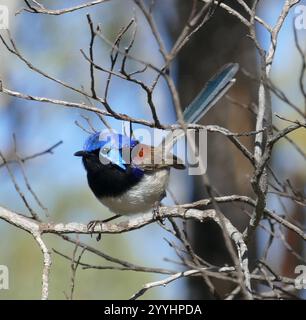Purple-backed Fairywren (Malurus assimilis Stock Photo - Alamy