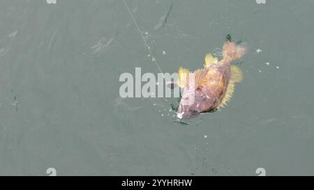 Gray rockfish (Sebastes glaucus Stock Photo - Alamy