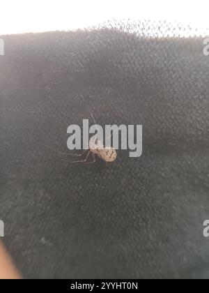 Common Spitting Spider (Scytodes thoracica Stock Photo - Alamy