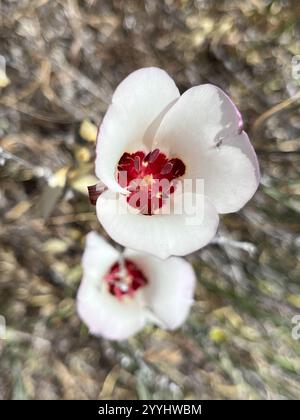 la panza mariposa lily (Calochortus simulans Stock Photo - Alamy