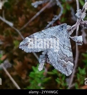 Manchester Treble-bar Moth (Carsia sororiata Stock Photo - Alamy