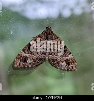 Grand Rivulet Moth (Martania grandis Stock Photo - Alamy