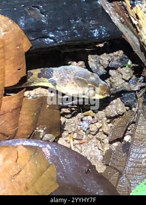 Ornate Cat-eyed Snake (Leptodeira ornata Stock Photo - Alamy
