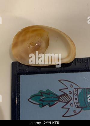 Common Atlantic Slippersnail (Crepidula fornicata) Mollusca Stock Photo ...