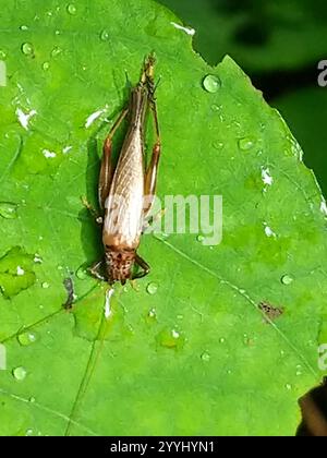 Tree Crickets (Oecanthinae Stock Photo - Alamy