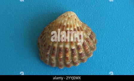 ancient cardita (Cardites antiquatus Stock Photo - Alamy