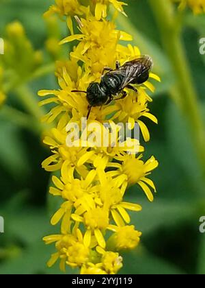 Small Carpenter Bees (Ceratina Stock Photo - Alamy