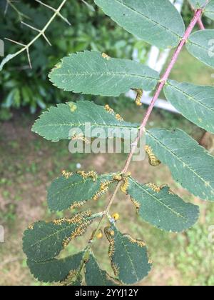 Mountain Ash Sawfly (Pristiphora geniculata) Insecta Stock Photo - Alamy