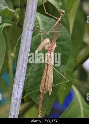 American Grass Mantis (Thesprotia graminis Stock Photo - Alamy
