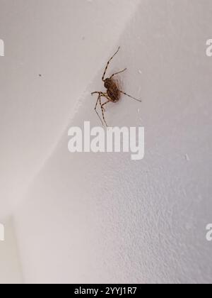 Common Spitting Spider (Scytodes thoracica Stock Photo - Alamy