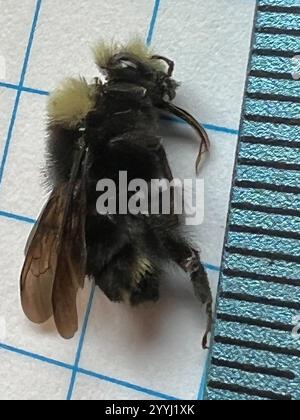 Fog-belt Bumble Bee (Bombus caliginosus Stock Photo - Alamy