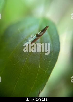 Cherry Fruit Moth (Argyresthia pruniella Stock Photo - Alamy