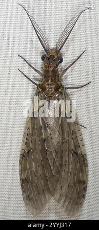 Spring Fishfly (Chauliodes rastricornis Stock Photo - Alamy