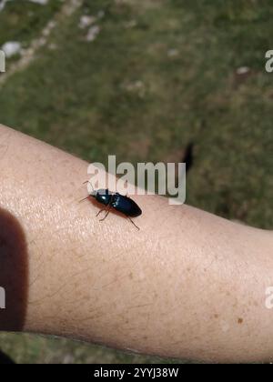green click beetle (Selatosomus aeneus Stock Photo - Alamy