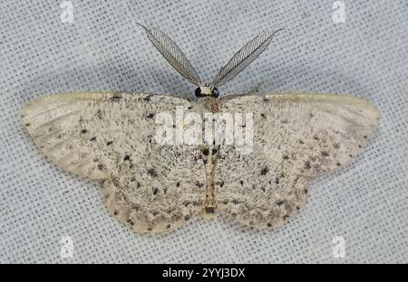 Dotted Gray (Glena cribrataria Stock Photo - Alamy