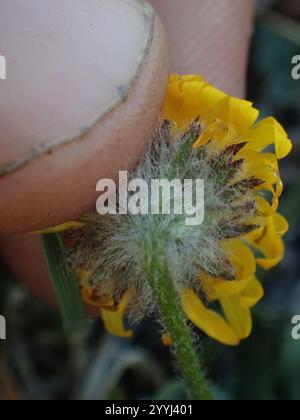 Alpine Yellow Fleabane (Erigeron aureus Stock Photo - Alamy